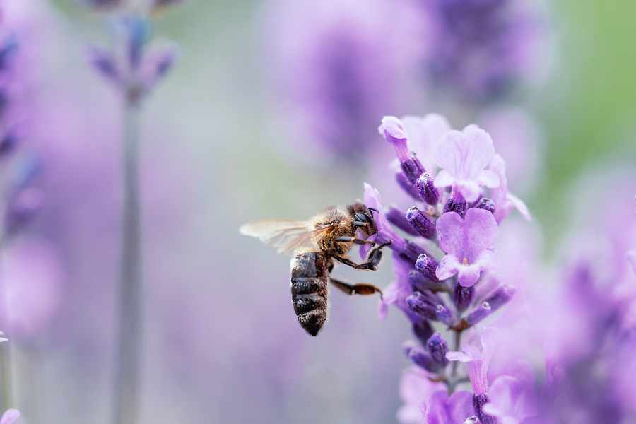 Migliori piante e fiori per attirare api e farfalle - Linea Verde Nicolini
